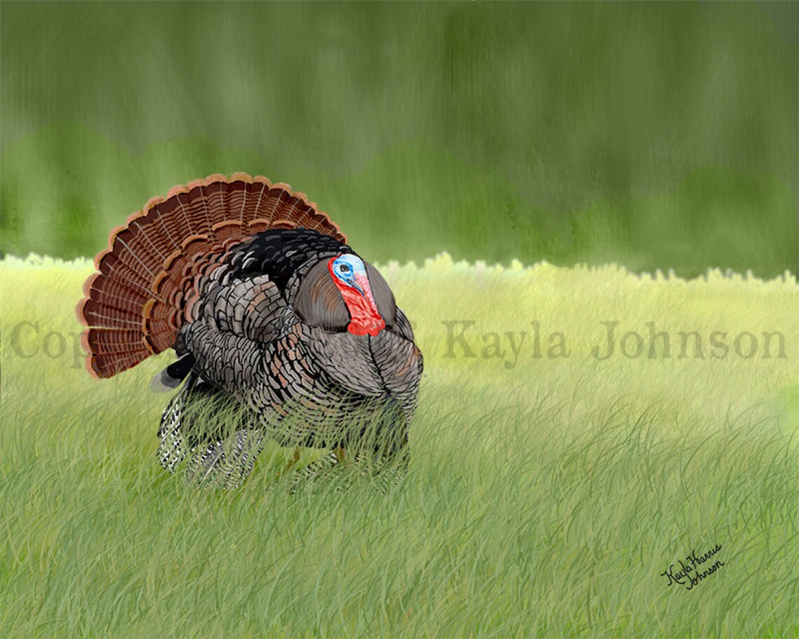 Turkey Original Painting Wildlife Wall Art Print Fathers - Etsy