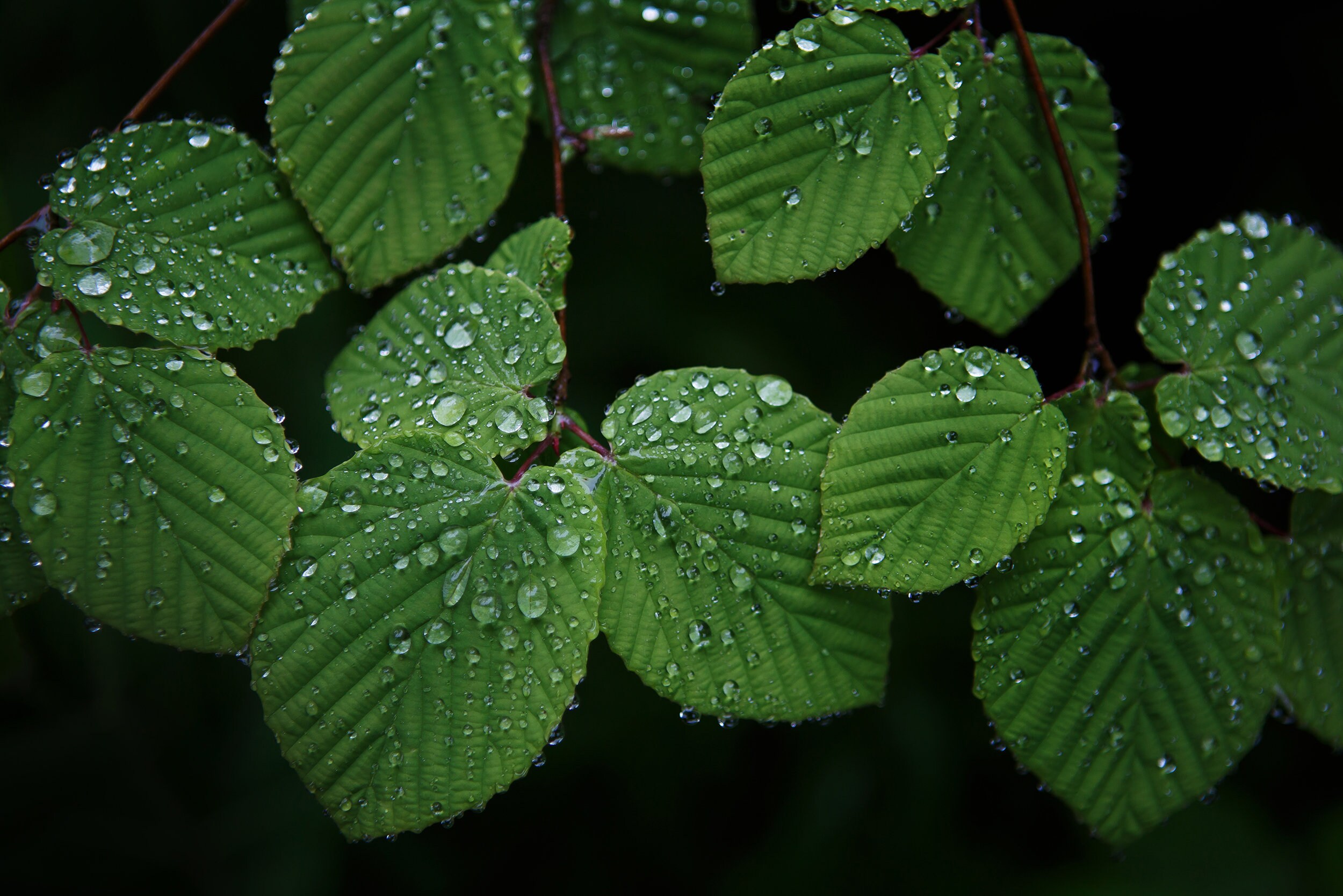 Green Nature Wall Art Emerald Green Leaf Photo Print Nature - Etsy