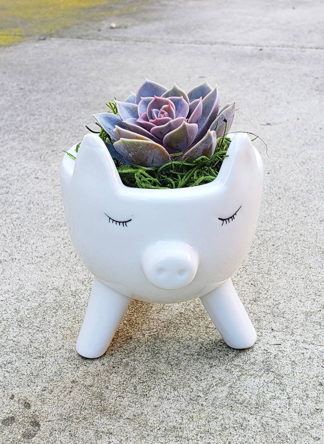 Cutie White Baby Piggy Pig Animal Planter Pot With Living Real ...