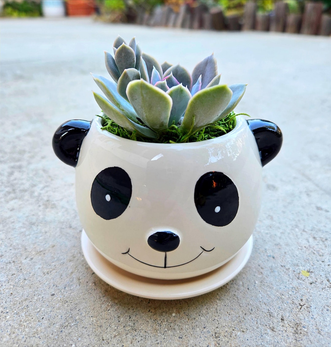 Panda Lover Adorable Kids Planter Pot With Succulent - Etsy