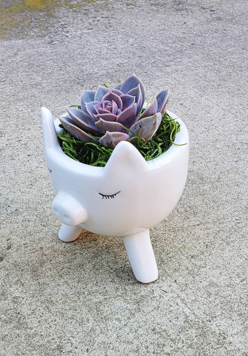 Cutie White Baby Piggy Pig Animal Planter Pot With Living Real | Etsy