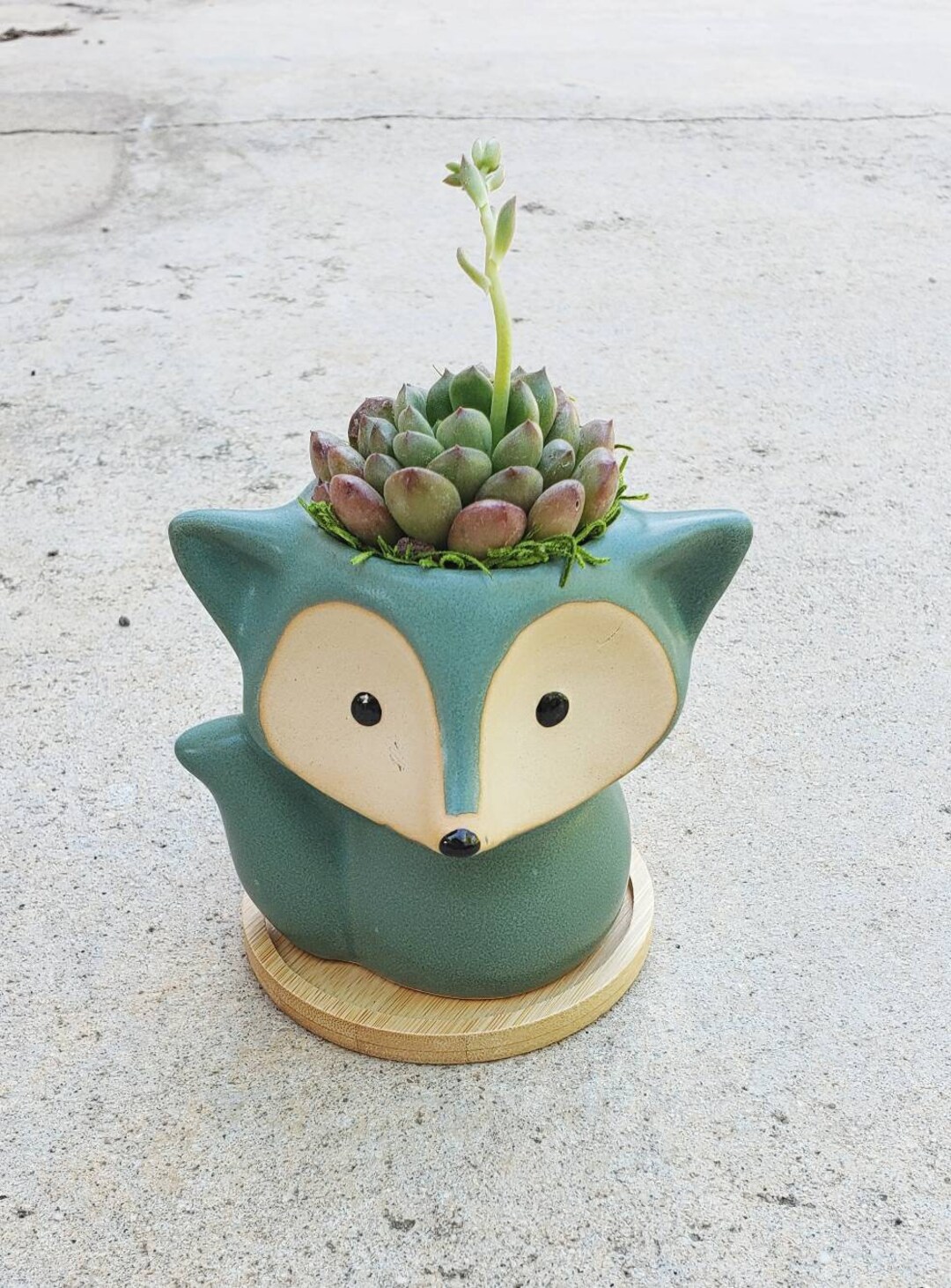 Super Cute Blue Fox Animal Planter Pot With Real Living Succulent ...
