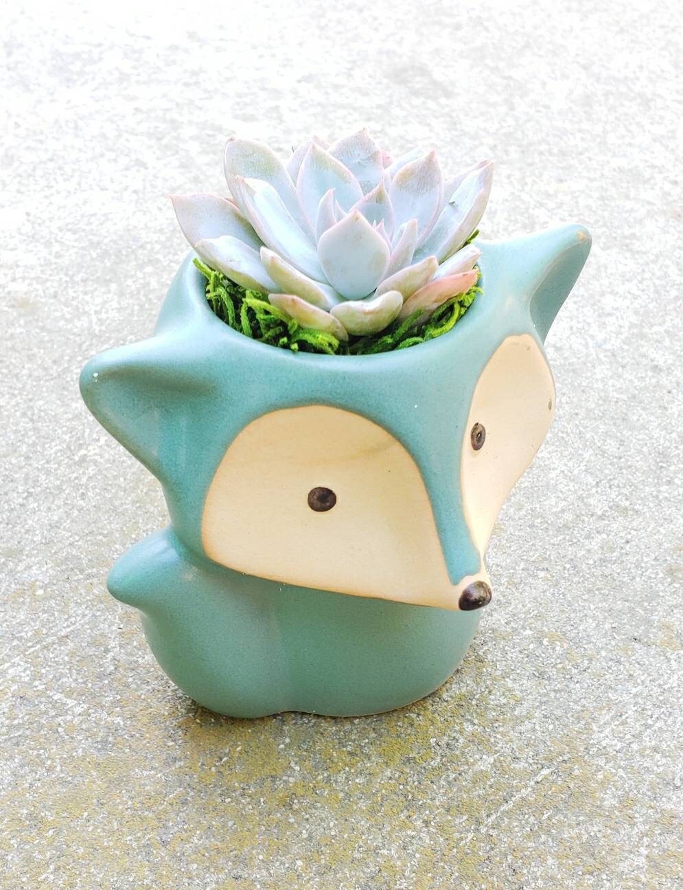 Super Cute Blue Fox Animal Planter Pot With Real Living - Etsy