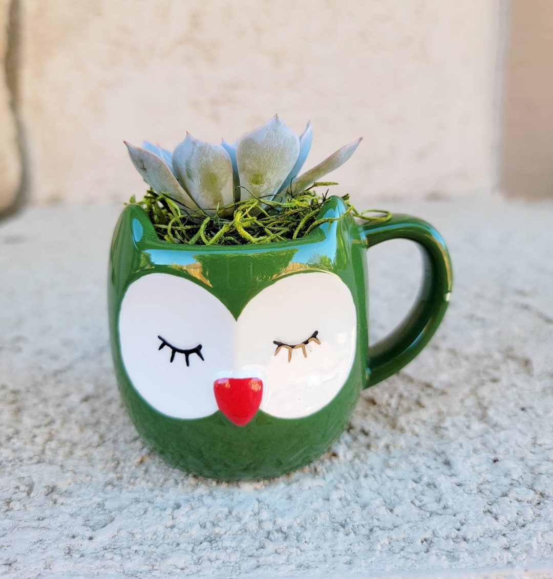 Owl Critter Planter Pot With Living Real Succulent Plant Included ...