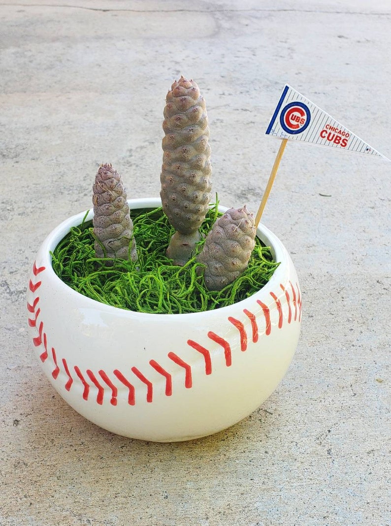 Unique Baseball Fans Lover Ceramic Planter Bowl Pot Customize | Etsy