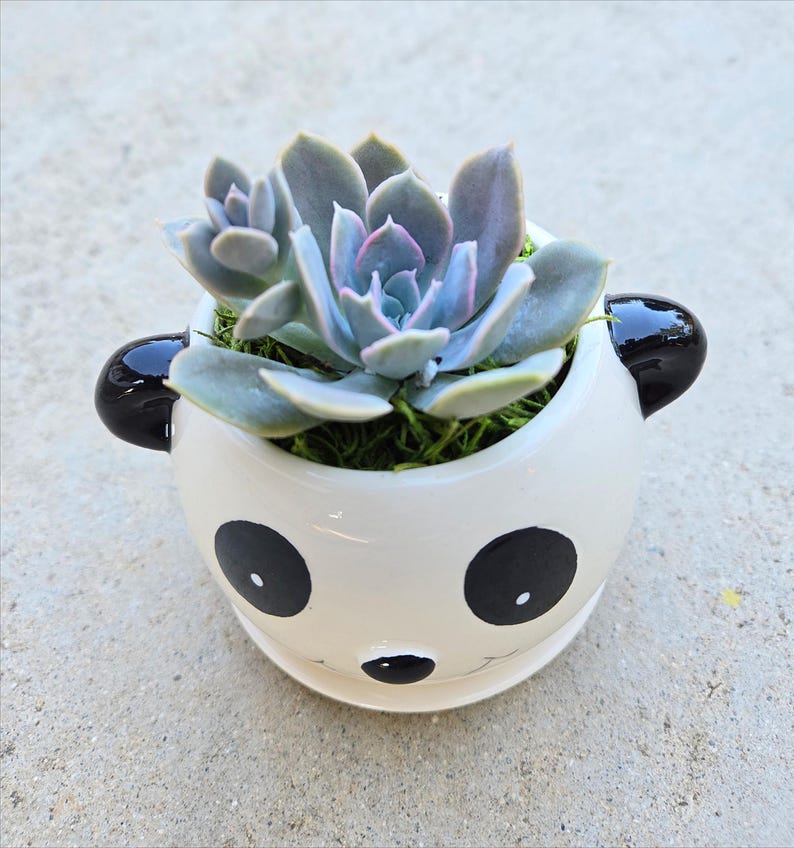 Panda Lover Adorable Kids Planter Pot With Succulent - Etsy