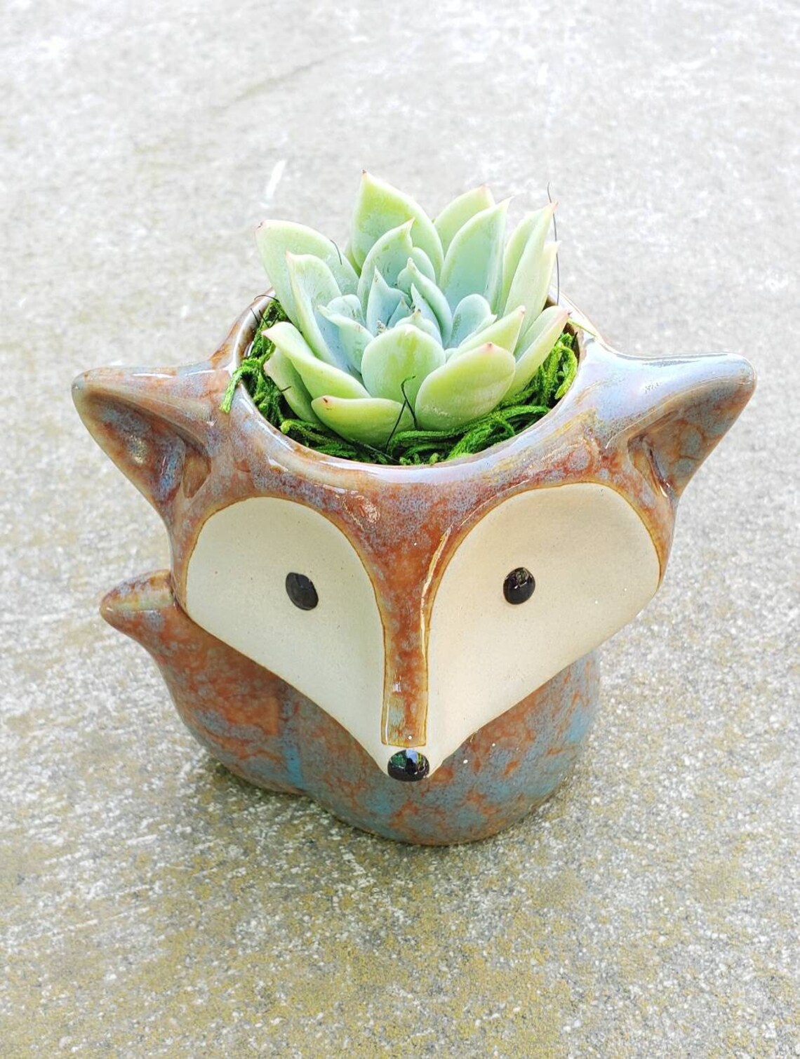 Brown/ Blue Fox Animal Planter Pot With Living Real Succulent - Etsy