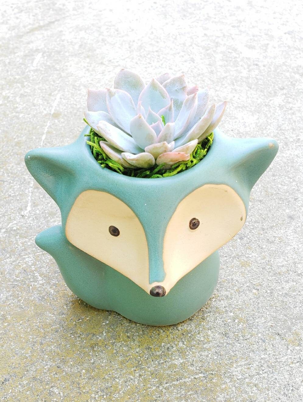 Super Cute Blue Fox Animal Planter Pot With Real Living Succulent ...