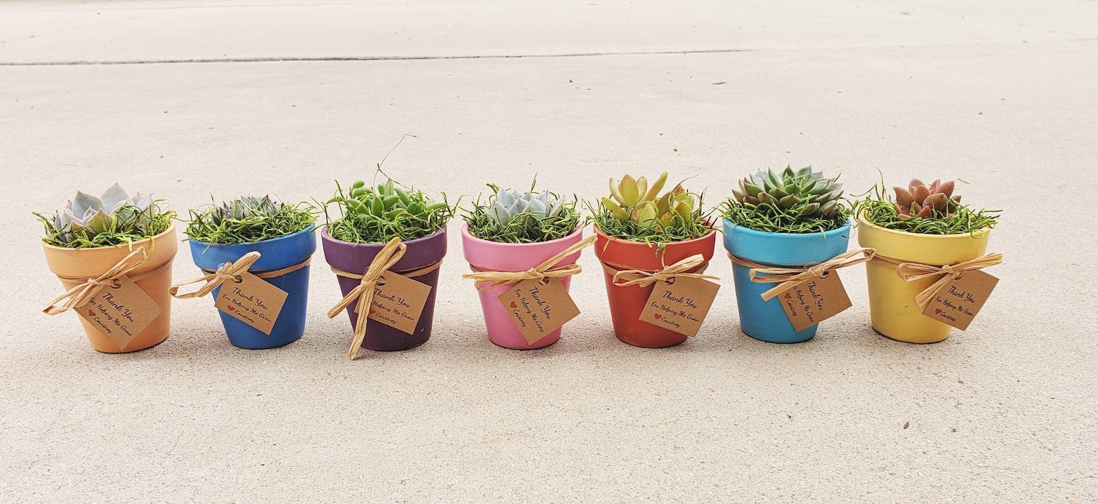 Super Adorable Hand Painted Small Terra Cotta Pot With Living | Etsy