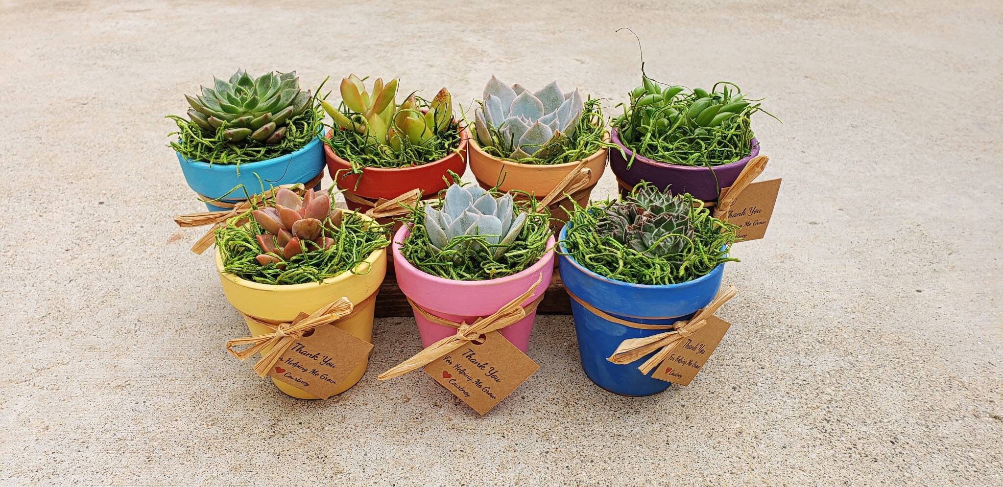Super Adorable Hand Painted Small Terra Cotta Pot With Living - Etsy