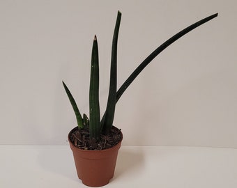 Sansevieria Dragon - Etsy
