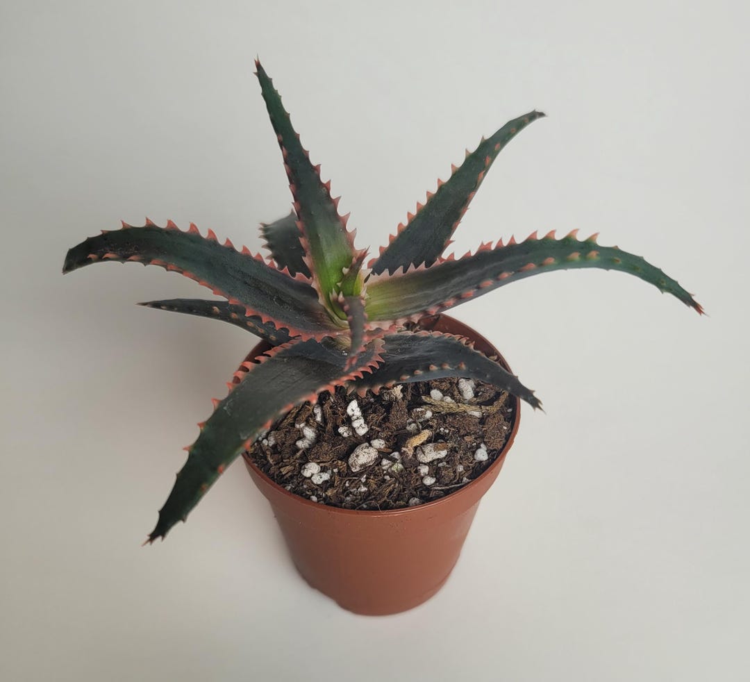 Live Plant - Aloe Hybrida 'swordfish' Rainbow Succulent in 2 Inch ...