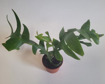 Shark Tooth Cactus - Etsy