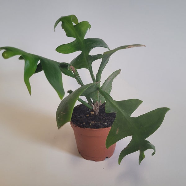 Fern Leaf Cactus - Etsy