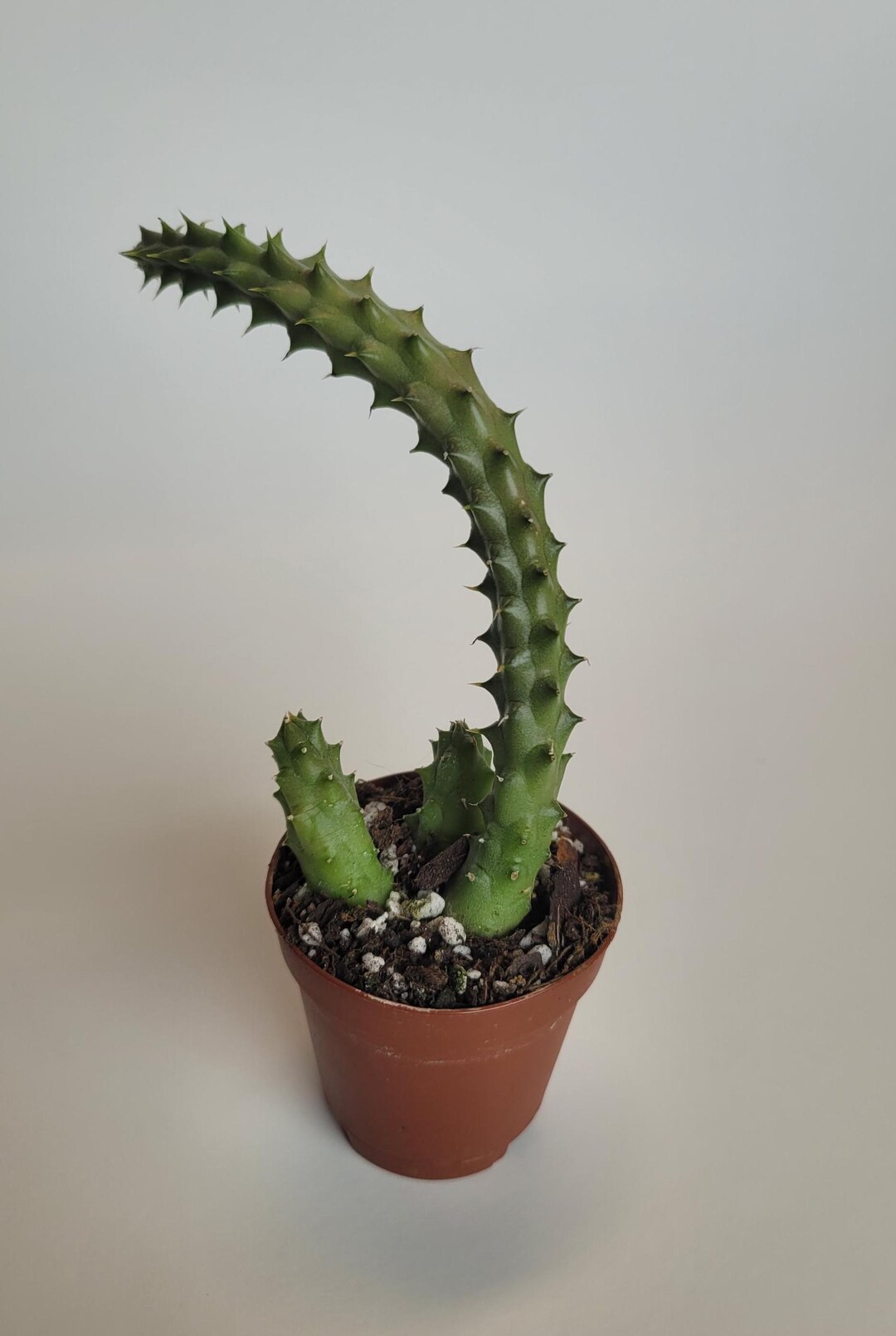 Live Plant - Huernia Macrocarpa 'red Dragon' Succulent - Etsy