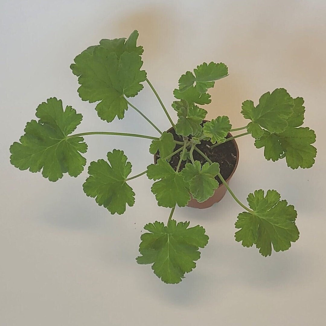 Live Plant - Pelargorium X Fragrans 'old Spice' Nutmeg Scented Geranium ...
