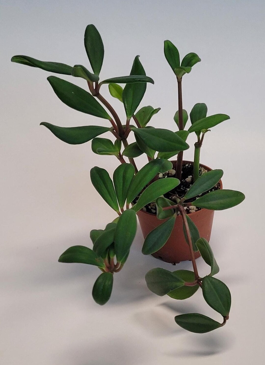 Live Plant - Peperomia Kimnachii 'mojo' Succulent Foliage - Etsy