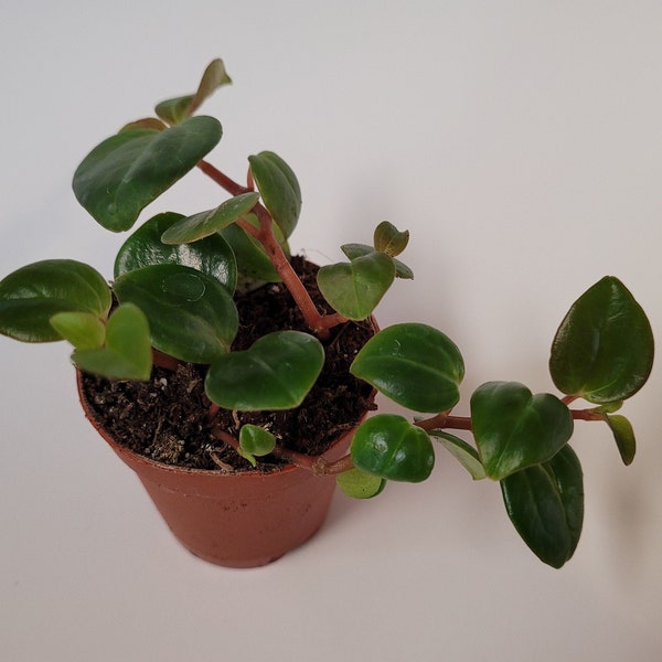 Peperomia Ruby Cascade - Etsy