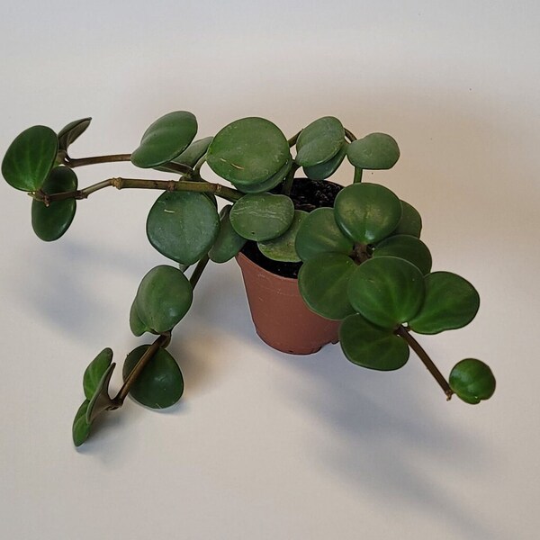 Peperomia Hope Plant - Etsy