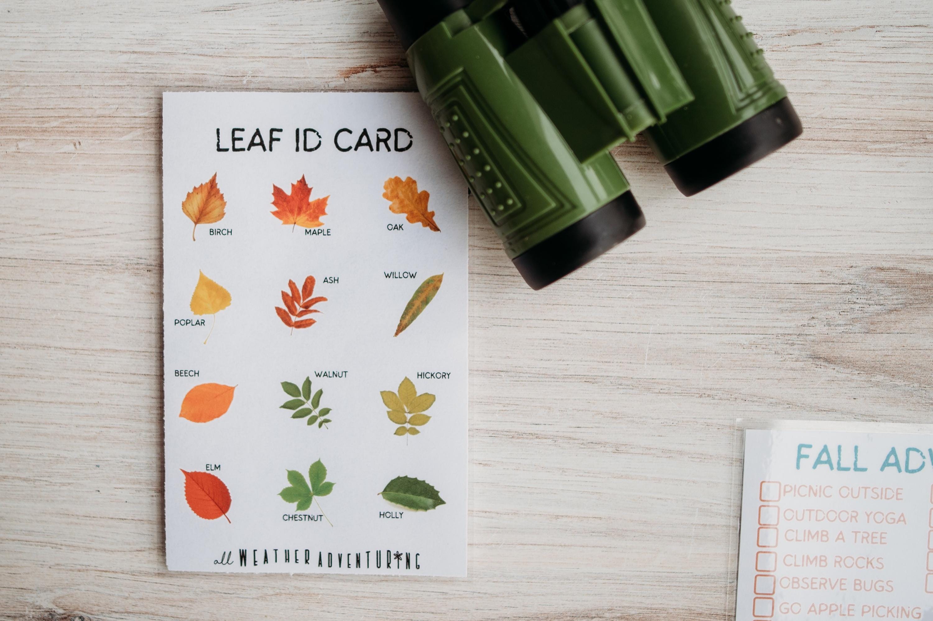 Leaf Identification Card-digital Download- Fall Activity - Etsy