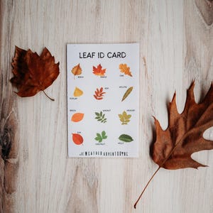 Leaf Identification Card-digital Download- Fall Activity - Etsy