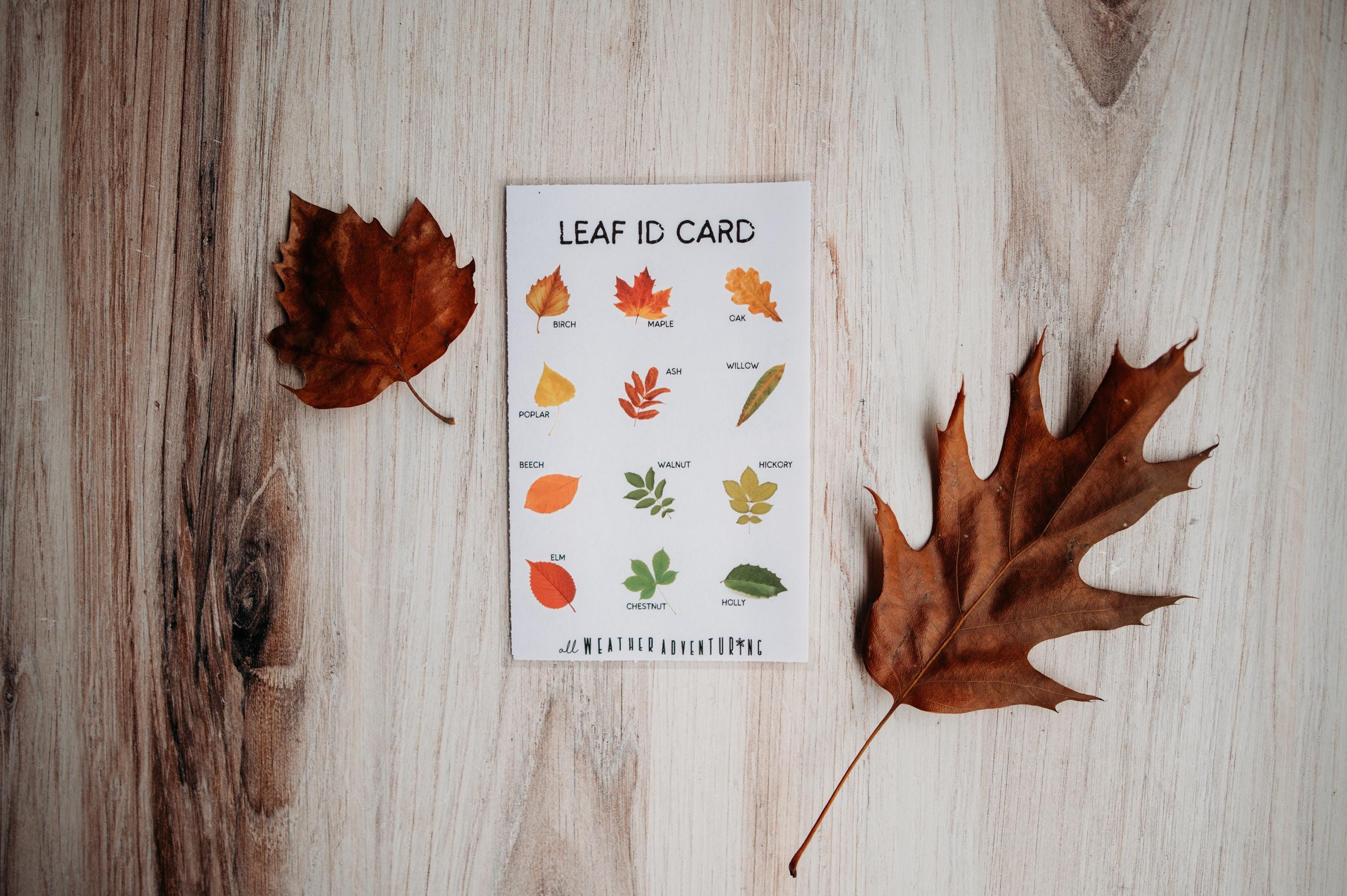 Leaf Identification Card-digital Download- Fall Activity - Etsy