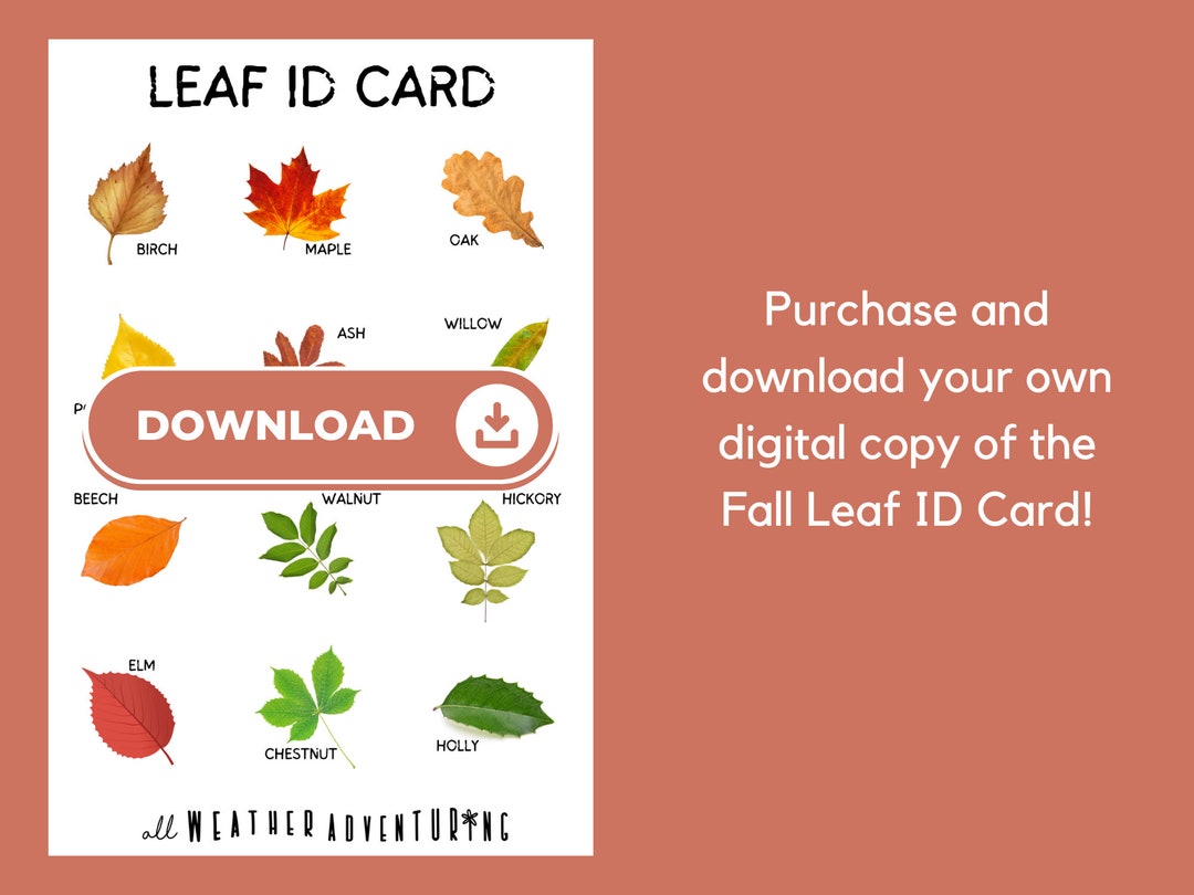 Leaf Identification Card-digital Download Fall Activity - Etsy