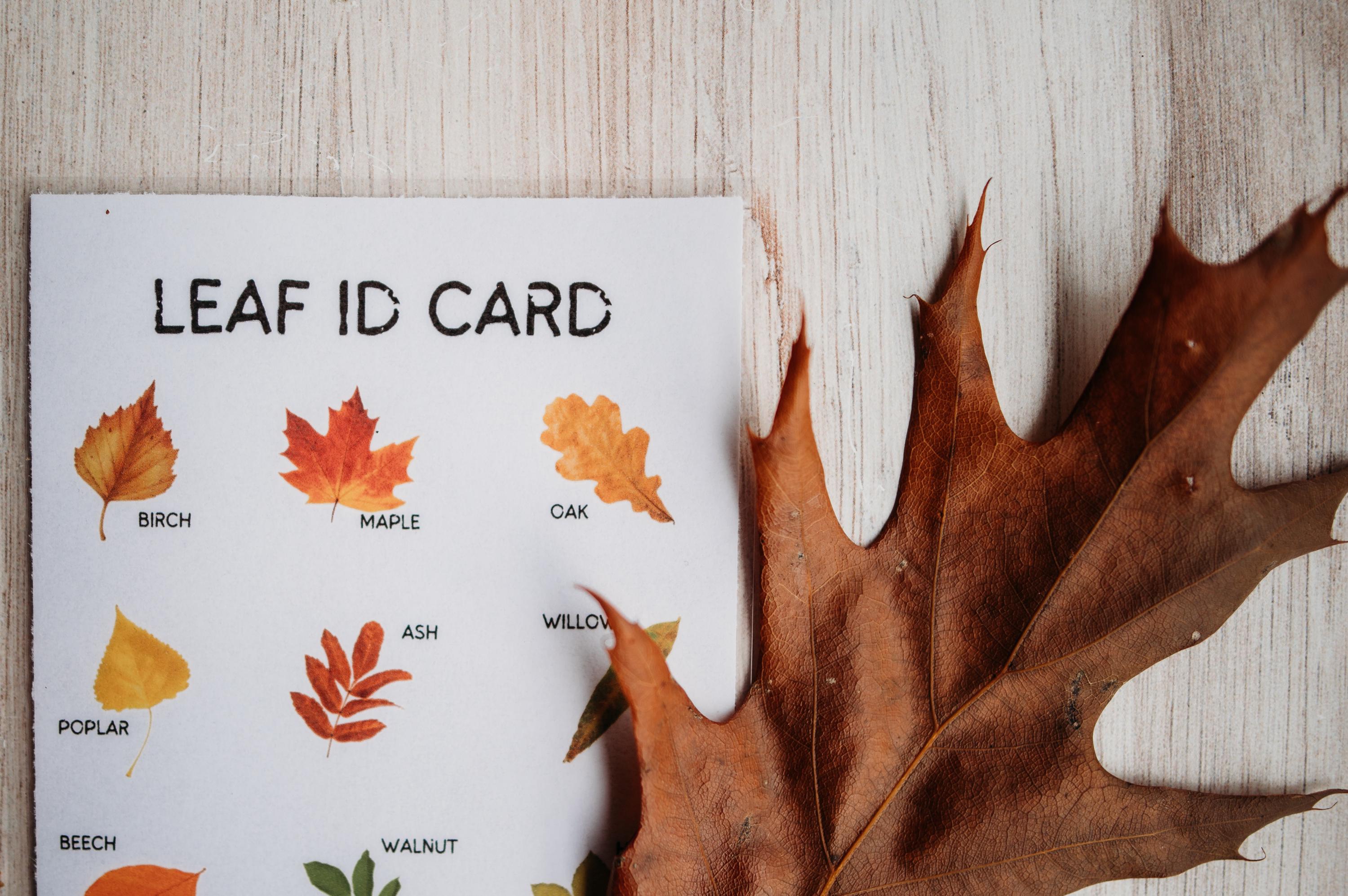 Leaf Identification Card-digital Download Fall Activity - Etsy