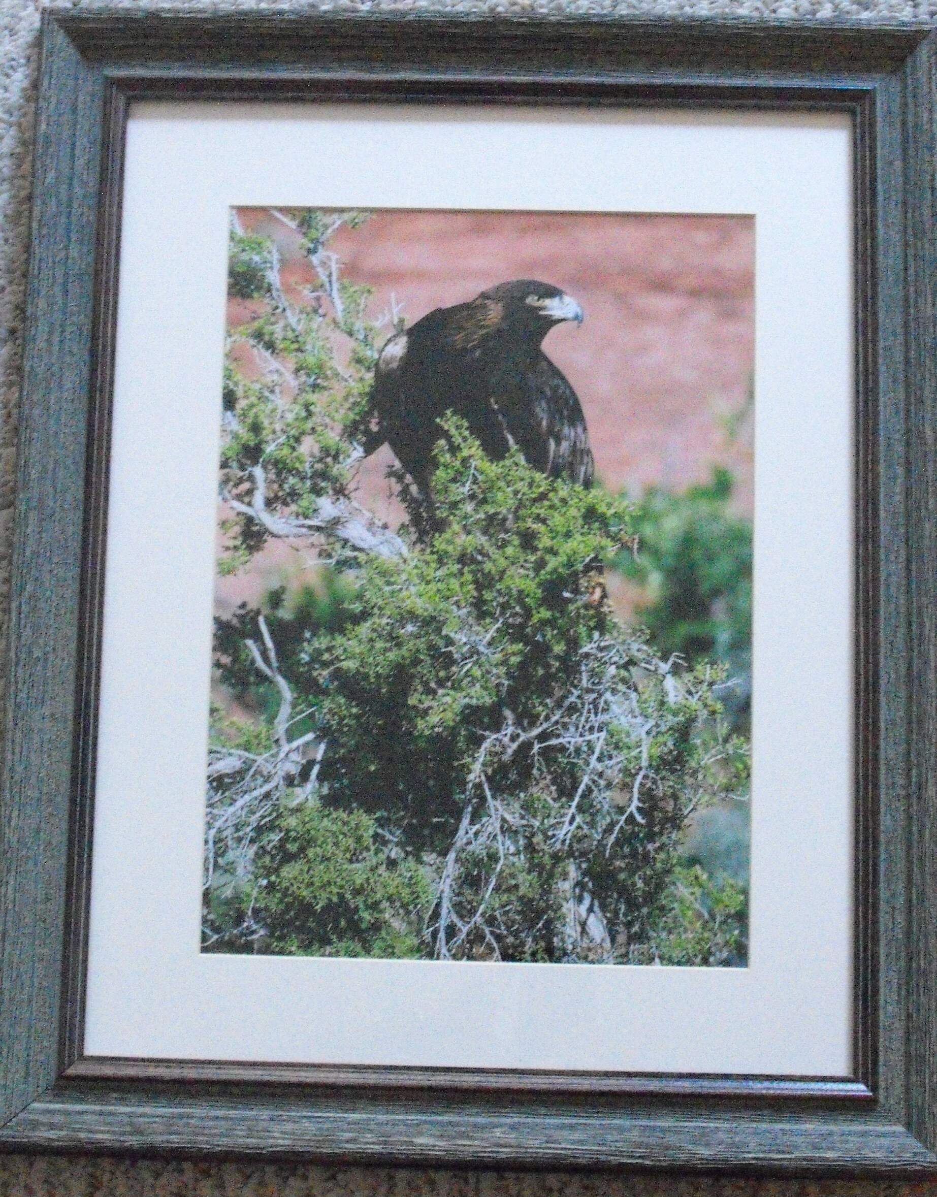 Janet Collins Artist, Eagle in the Wild, Framed, Signed & Numbered ...