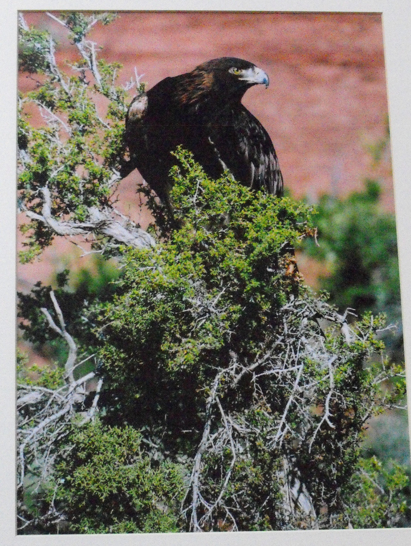 Janet Collins Artist, Eagle in the Wild, Framed, Signed & Numbered ...