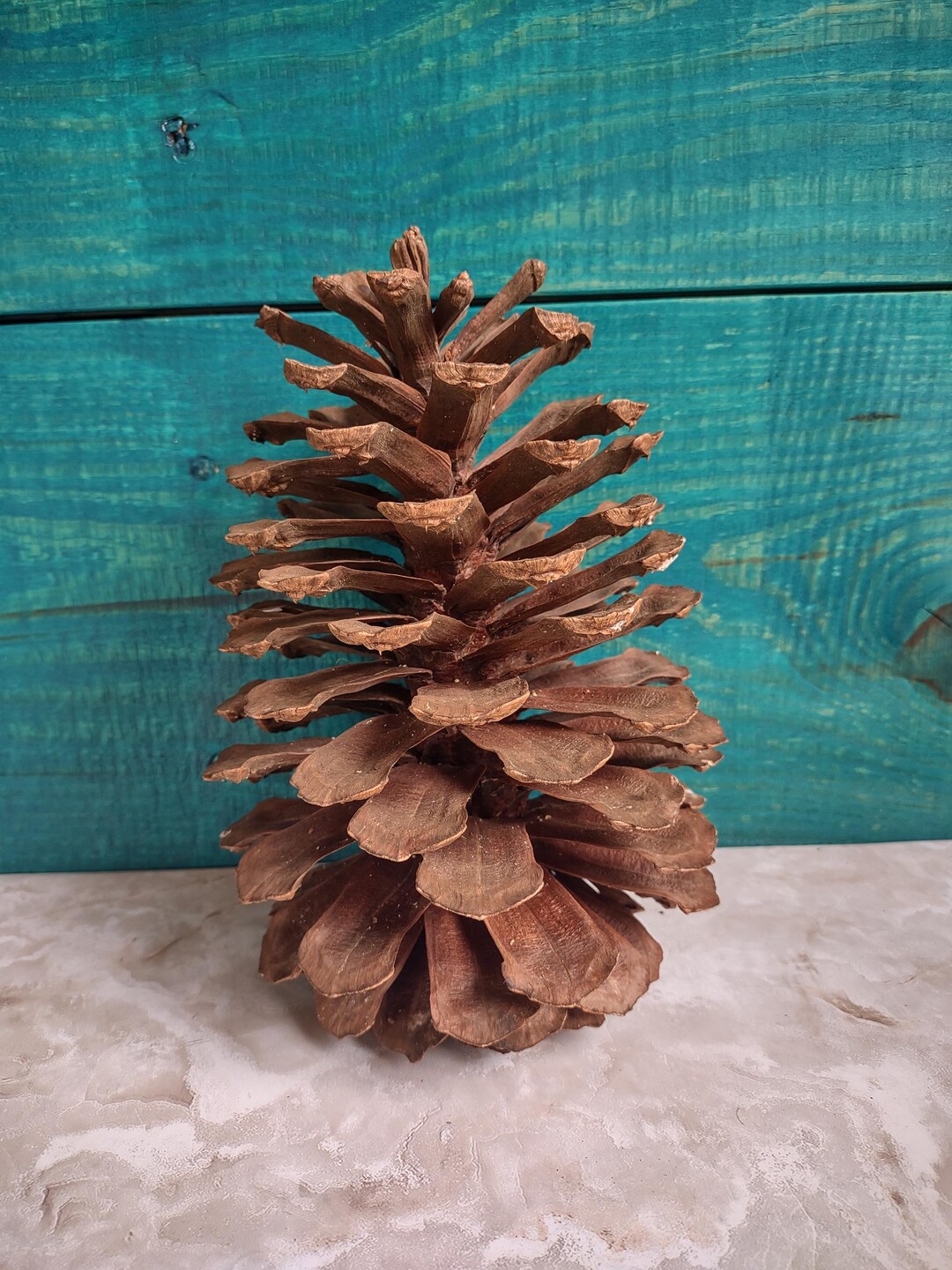 Jumbo Natural Pine Cone for Decorating, Crafts, Etc. - Etsy