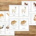 Farm Animal 3-part Cards, Prek Kindergarten Learning, Learning Resource ...