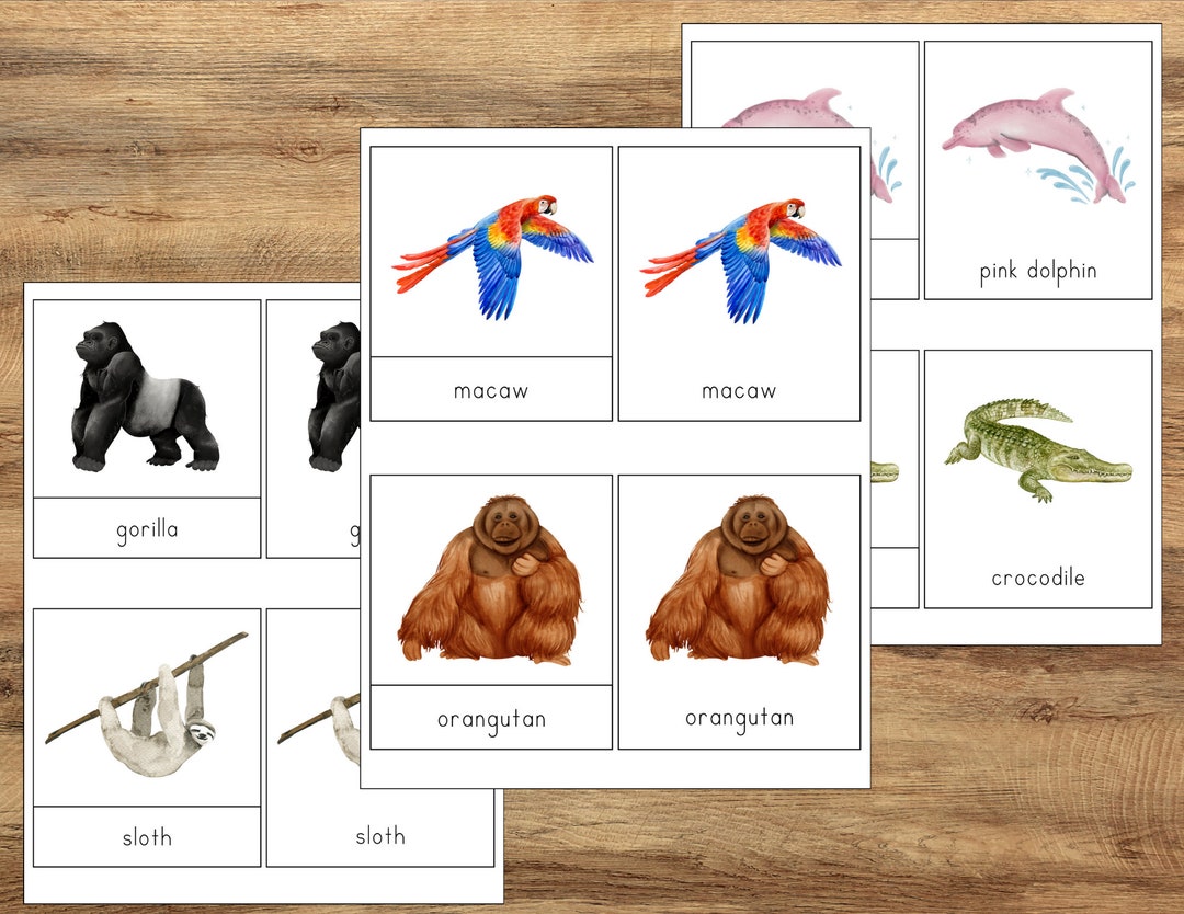 Jungle Wildlife 3-part Cards, Prek Kindergarten Learning, Learning ...