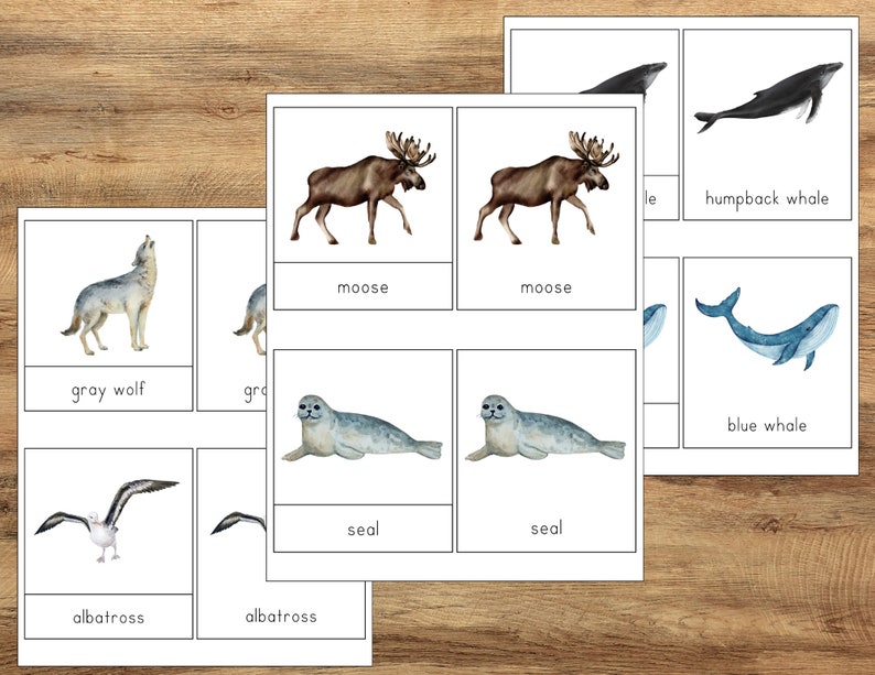 Arctic Wildlife 3-part Cards, Prek Kindergarten Learning, Learning ...