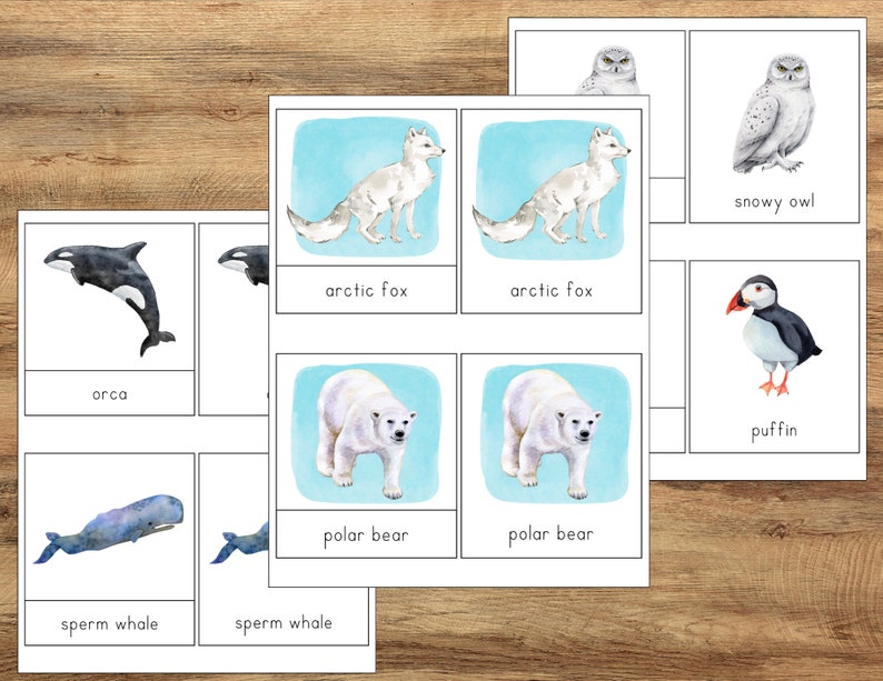 Arctic Wildlife 3-part Cards, Prek Kindergarten Learning, Learning ...