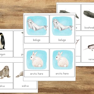 Arctic Wildlife 3-part Cards, Prek Kindergarten Learning, Learning ...