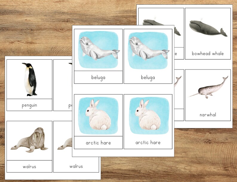 Arctic Wildlife 3-part Cards, Prek Kindergarten Learning, Learning ...