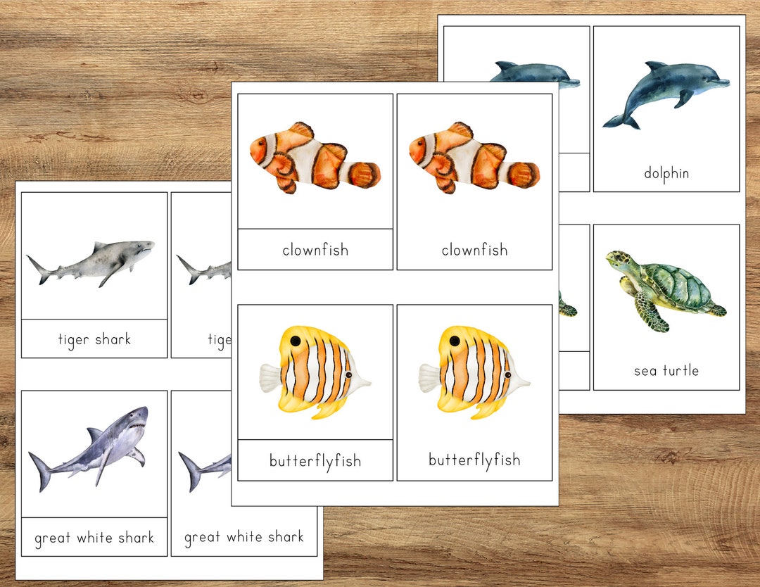 Ocean Wildlife 3-part Cards, Prek Kindergarten Learning, Learning ...