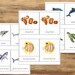 Dinosaur Classification Activity, Dinosaur Crafts and Activities, Kids ...