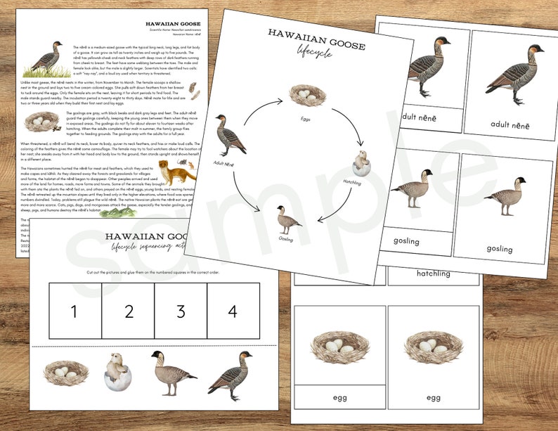 Nēnē (hawaiian Goose) Unit Study, Wildlife of Hawaii, Hawaiian ...