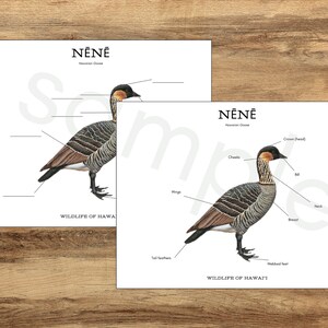 Nēnē (hawaiian Goose) Unit Study, Wildlife of Hawaii, Hawaiian ...