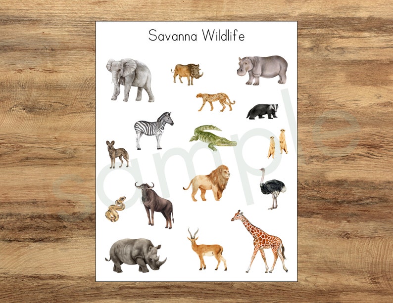 Savanna Wildlife 3-part Cards, Prek Kindergarten Learning, Learning ...