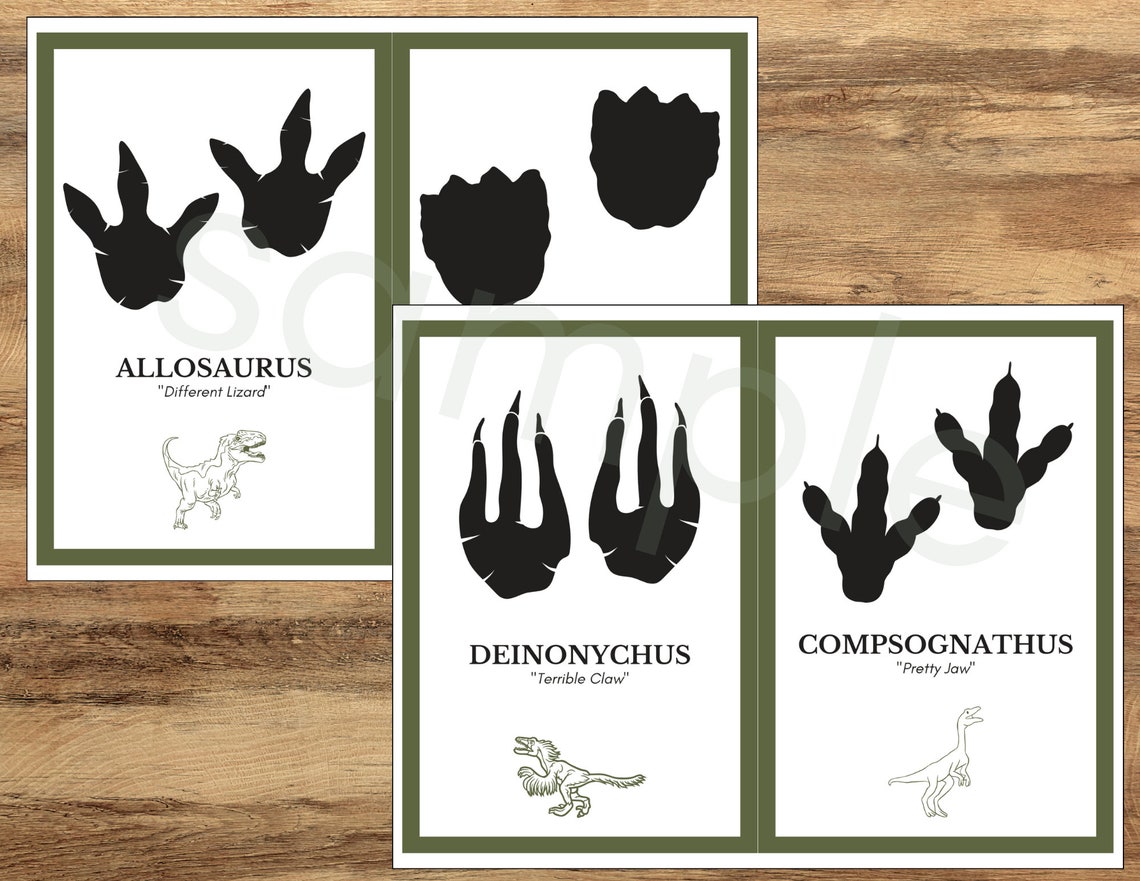 Dinosaur Footprint ID Cards, Dinosaur Activity, Kid Paleontology ...