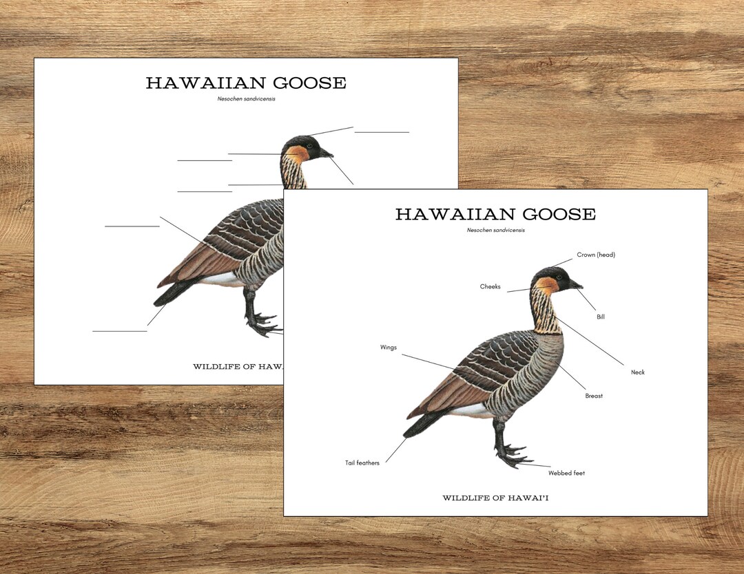 Nēnē (hawaiian Goose) Unit Study, Wildlife of Hawaii, Hawaiian ...