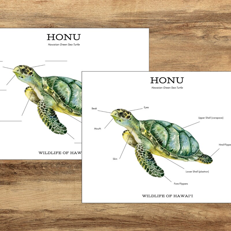 Hawaiian Sea Turtle - Etsy