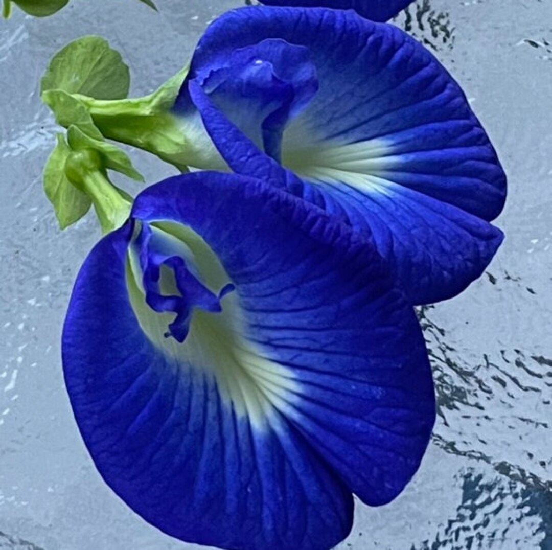 Blue Butterfly Pea Flower Seeds - Etsy