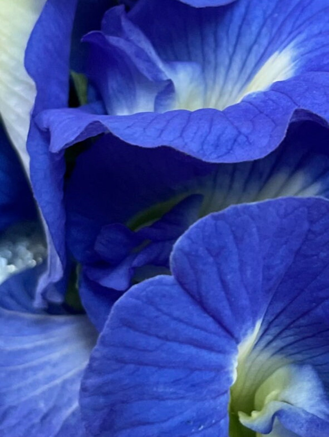 Blue Butterfly Pea Flower Seeds - Etsy