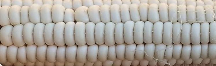 Flour Corn Seeds Indian Corn Seeds Tuscarora White Corn Iroquois White ...