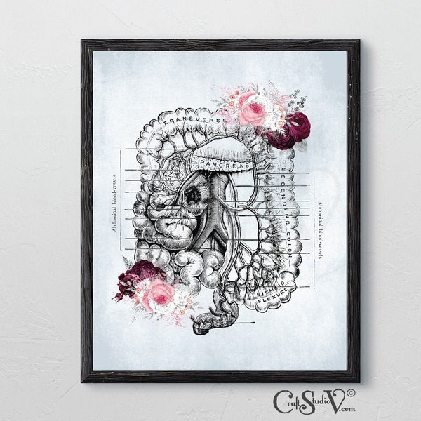 Digestive System Poster - Etsy