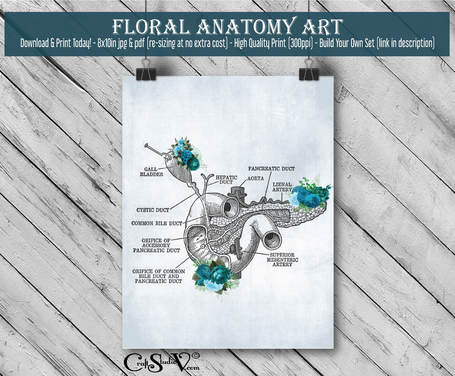 Pancreas Gallbladder Anatomy Art Floral Decor Pancreatic | Etsy